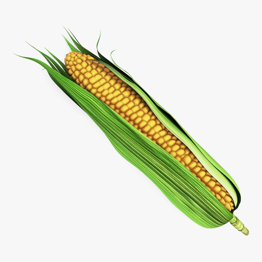 3D Corn Cob 1 - TurboSquid 1508659