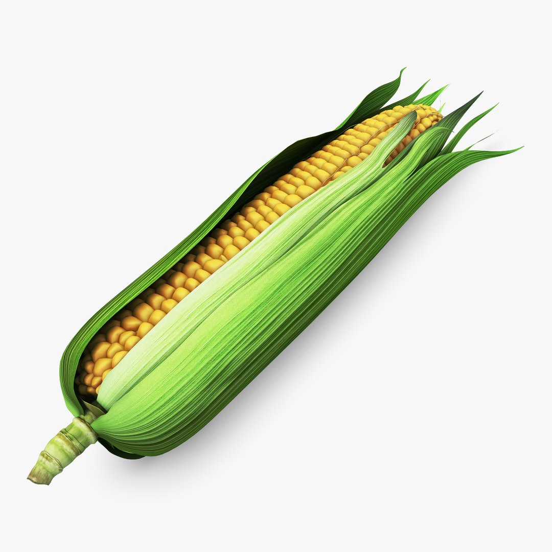 3D Corn Cob 1 - TurboSquid 1508659