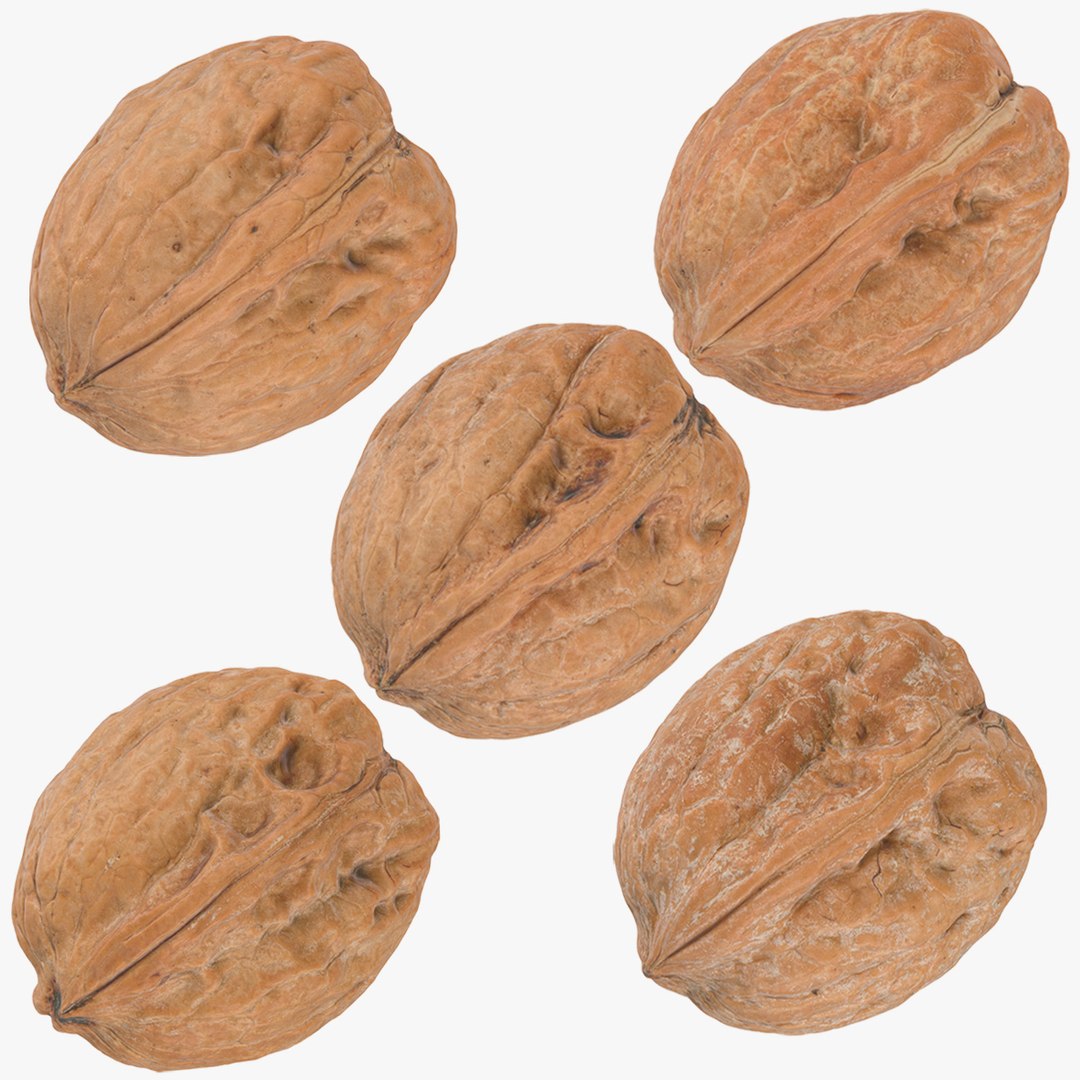 Walnut Shell Collection 3D model - TurboSquid 2039210