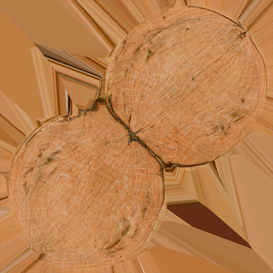 Walnut Shell Collection 3D Model - TurboSquid 2039210