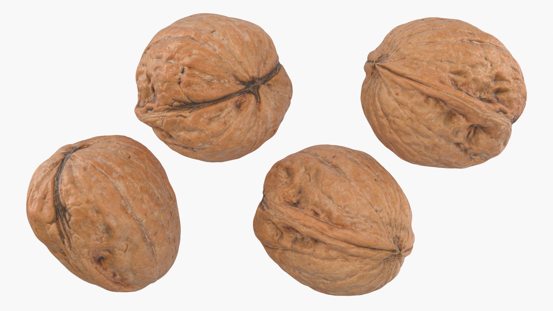 Walnut Shell Collection 3D Model - TurboSquid 2039210