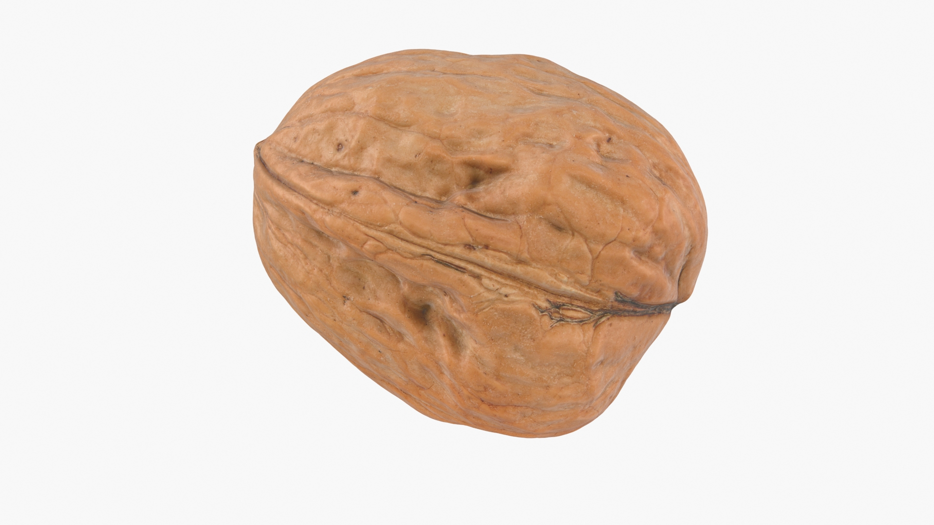 Walnut Shell Collection 3D Model - TurboSquid 2039210