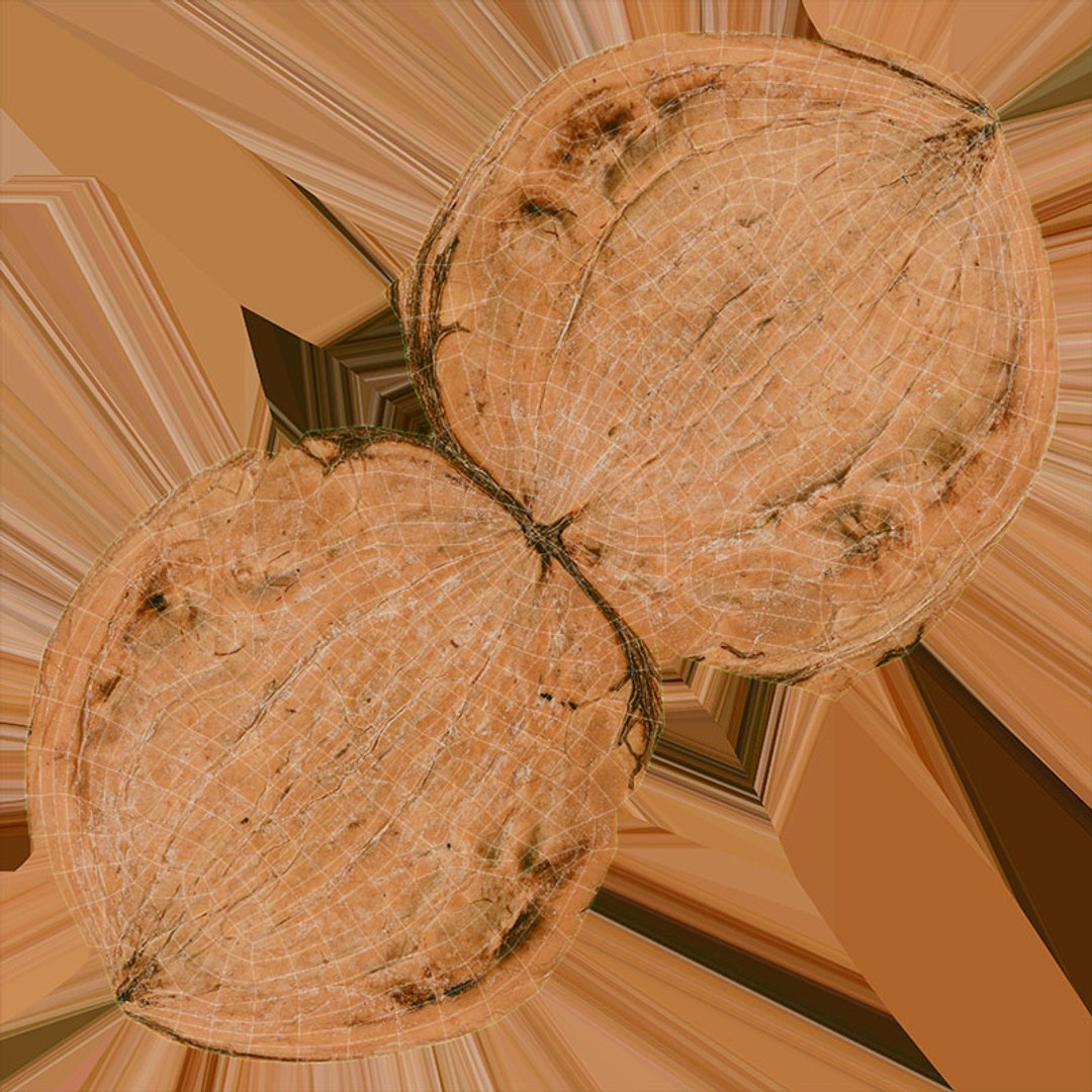 Walnut Shell Collection 3D Model - TurboSquid 2039210