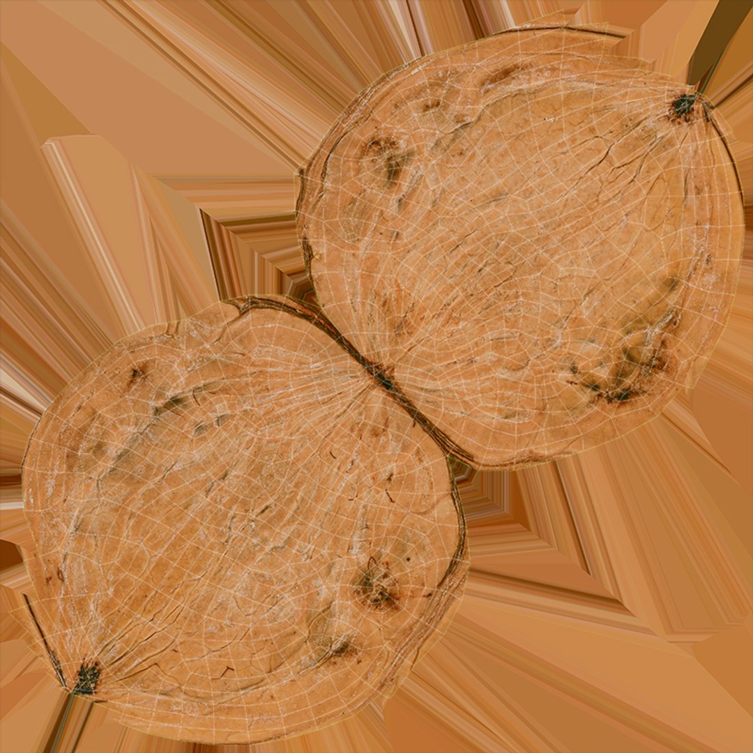 Walnut Shell Collection 3D Model - TurboSquid 2039210