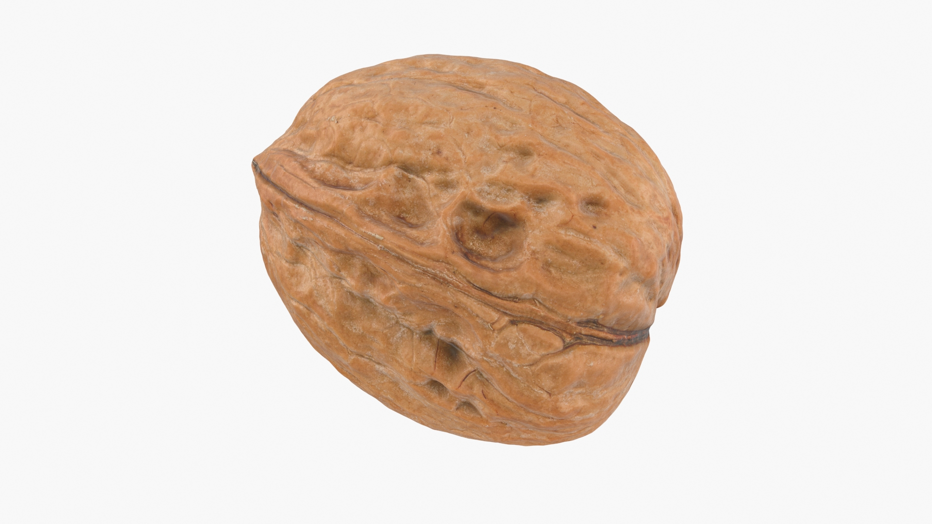 Walnut Shell Collection 3D Model - TurboSquid 2039210