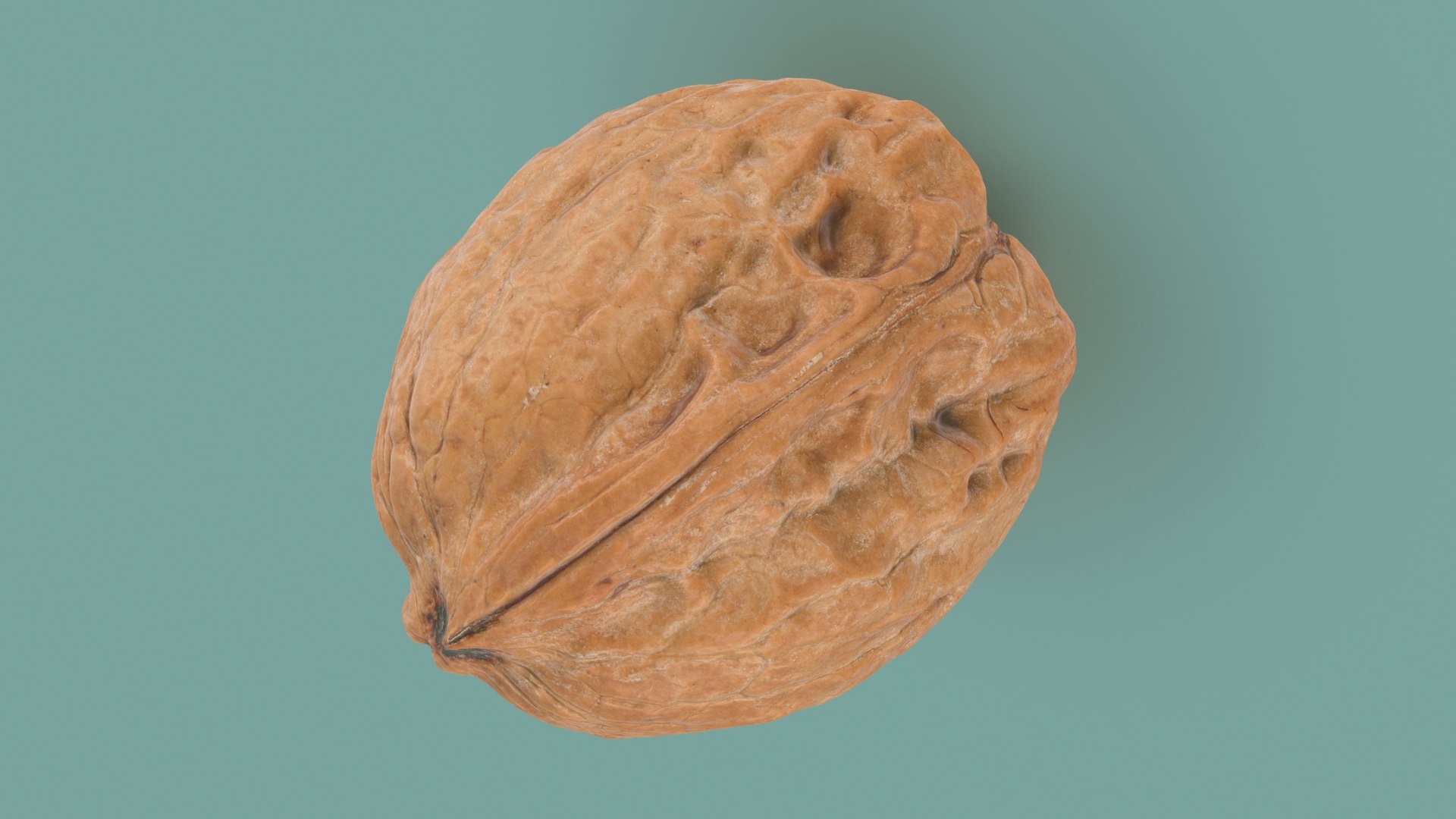 Walnut Shell Collection 3D Model - TurboSquid 2039210