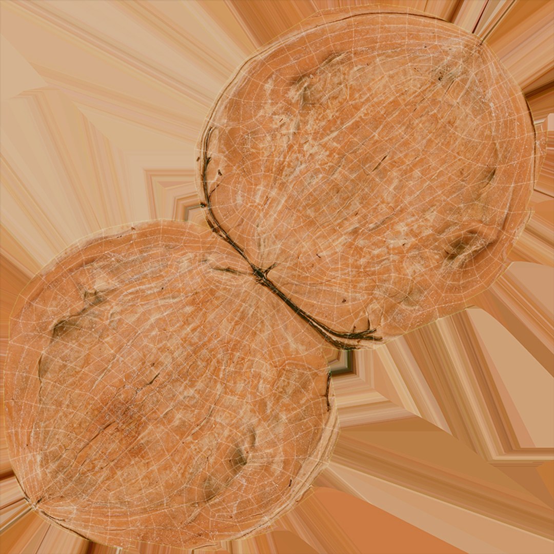 Walnut Shell Collection 3D Model - TurboSquid 2039210