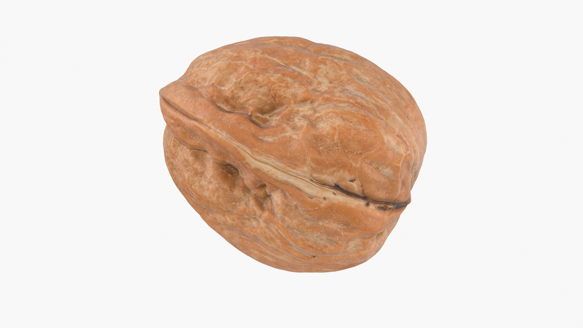 Walnut Shell Collection 3D Model - TurboSquid 2039210