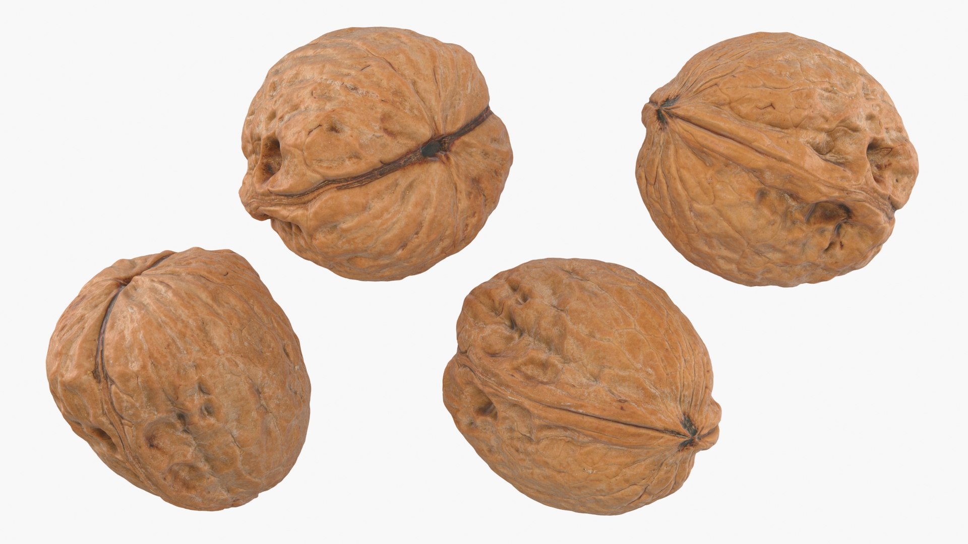 Walnut Shell Collection 3D Model - TurboSquid 2039210