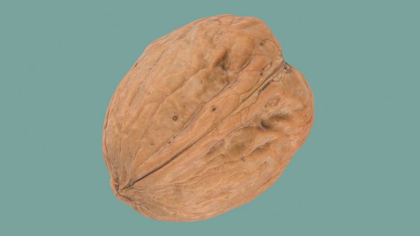 modelo 3d Walnut Shell Collection - TurboSquid 2039210