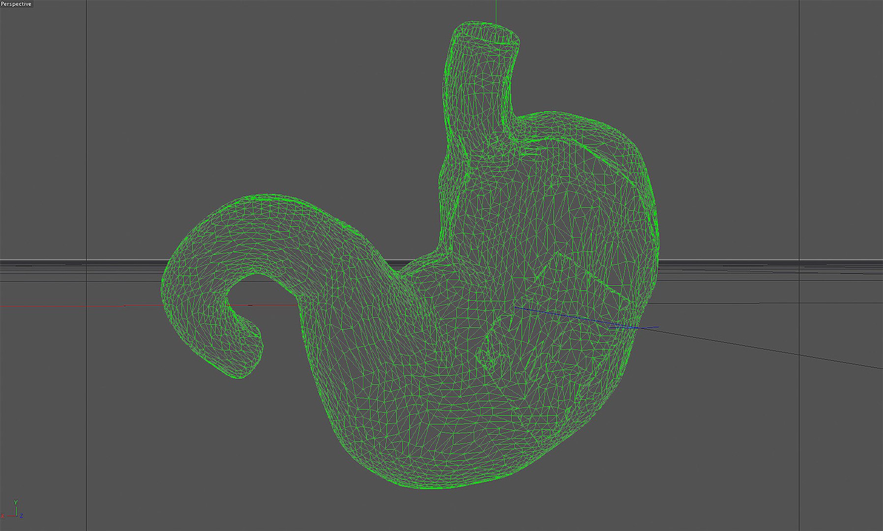 Human Anatomy Stomach 3D Model - TurboSquid 1202572