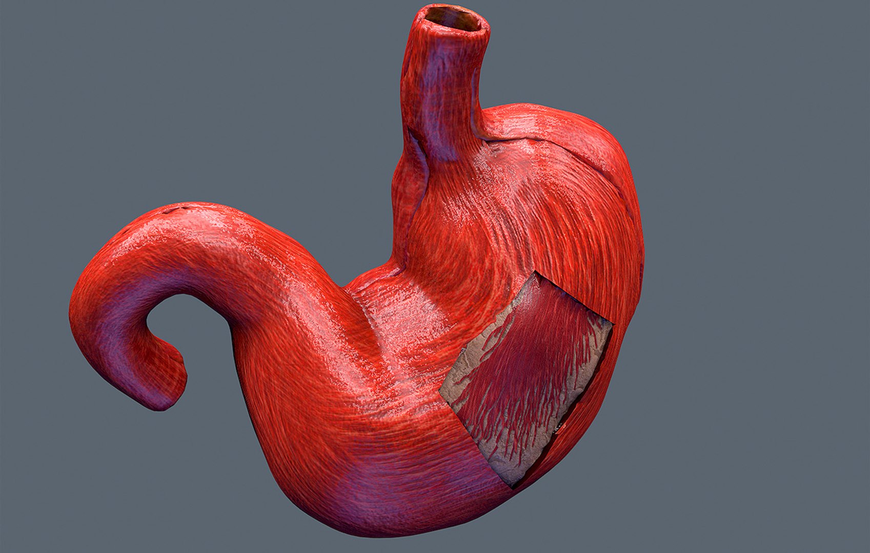 Human Anatomy Stomach 3D Model - TurboSquid 1202572