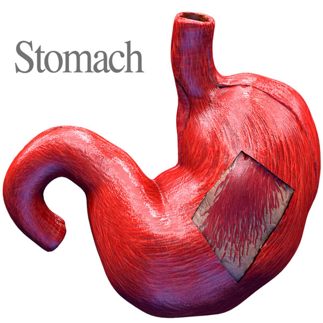 Human Anatomy Stomach 3D Model - TurboSquid 1202572