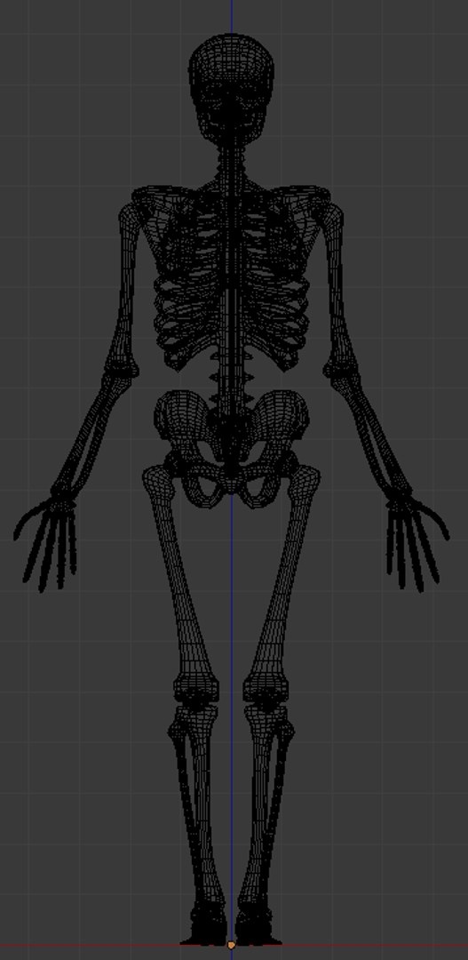 3D Model Skeleton Rigged - TurboSquid 1390290