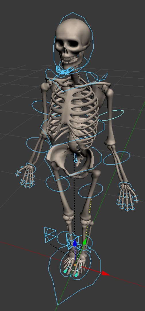 3D Model Skeleton Rigged - TurboSquid 1390290