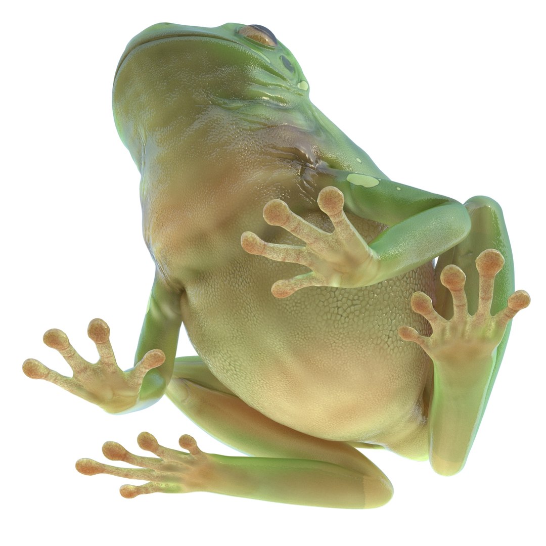 3d Model Australian Green Tree Frog