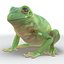 3d Model Australian Green Tree Frog