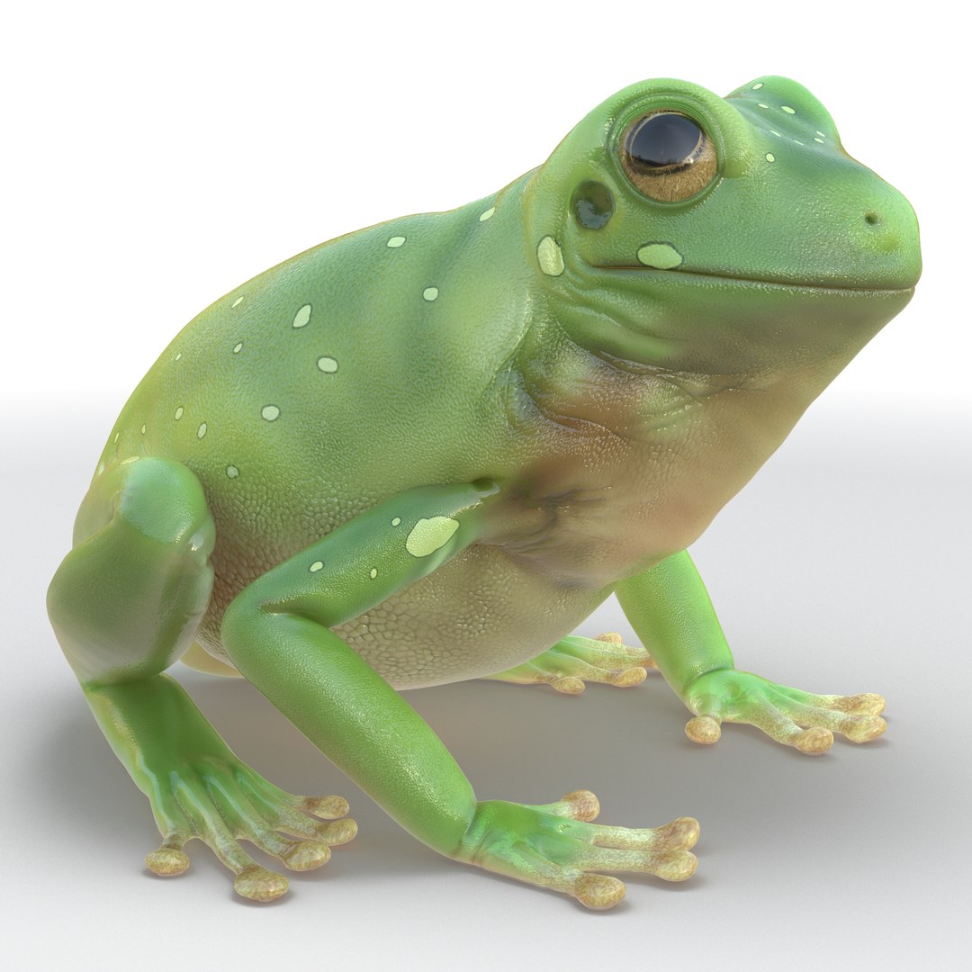 3d Model Australian Green Tree Frog