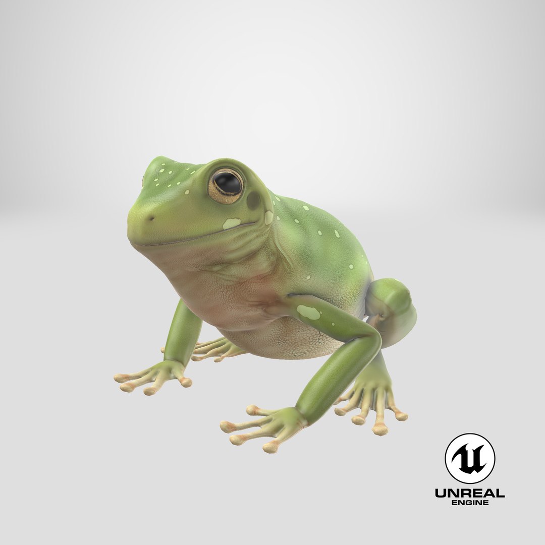3d Model Australian Green Tree Frog