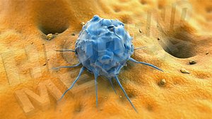 Rods Cones Eye Anatomy 3d Max