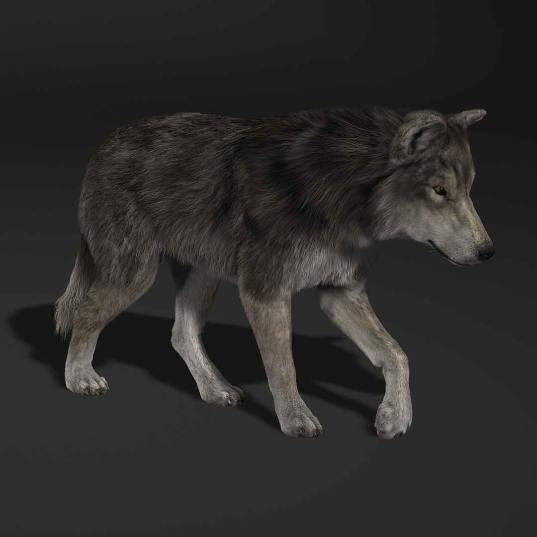 Wolf Fur Animations 2 3d Model