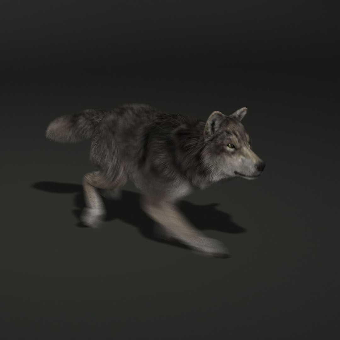 Wolf Fur Animations 2 3d Model