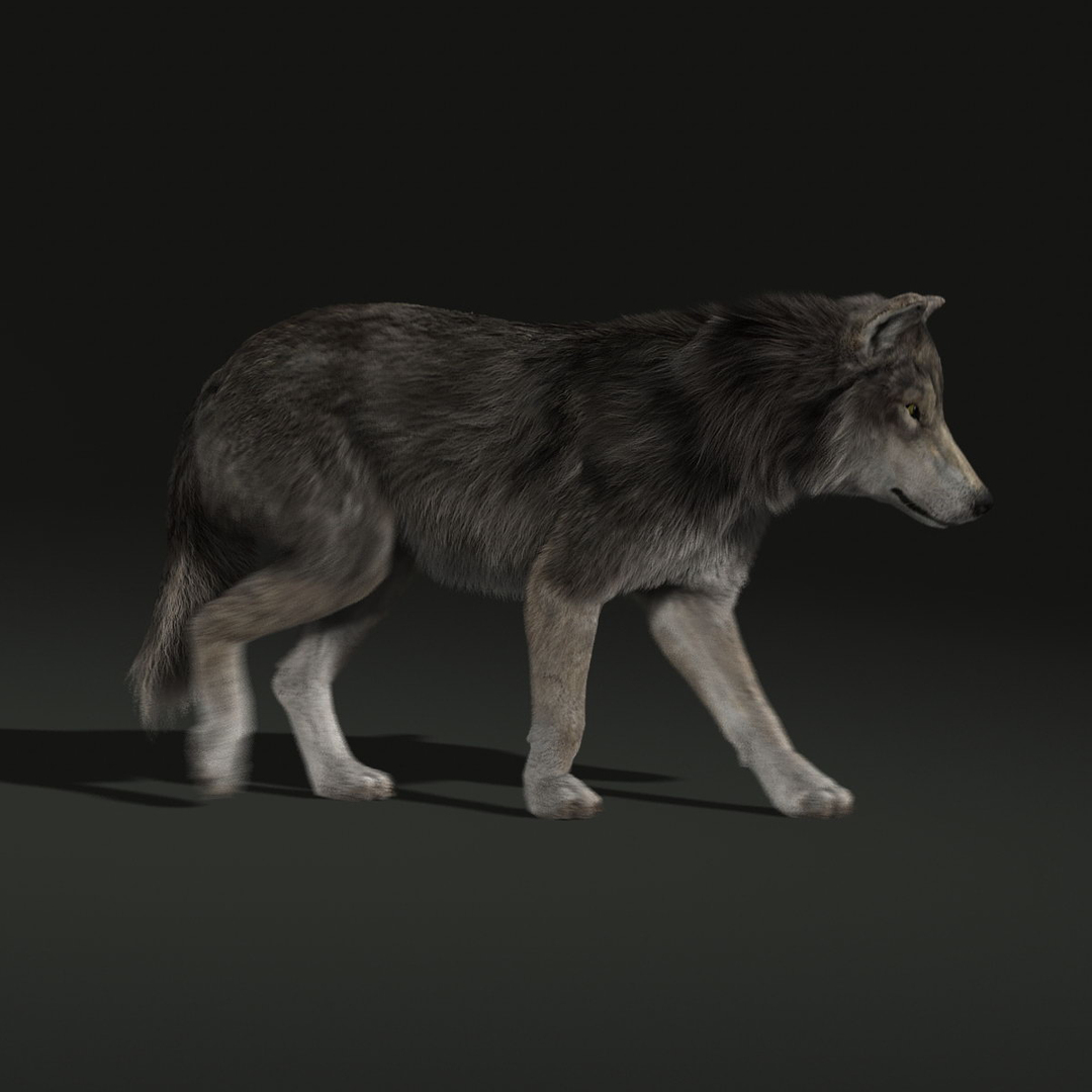 Wolf Fur Animations 2 3d Model