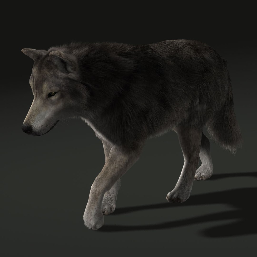 Wolf Fur Animations 2 3d Model
