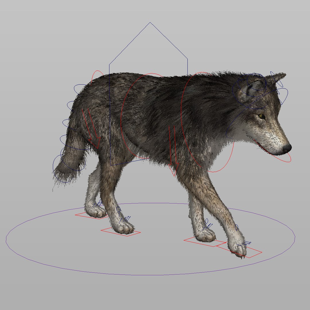 Wolf Fur Animations 2 3d Model