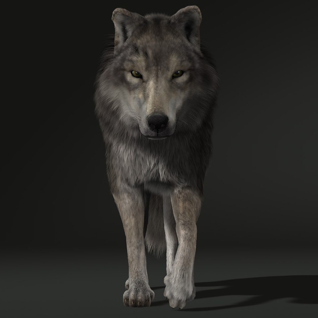 Wolf Fur Animations 2 3d Model