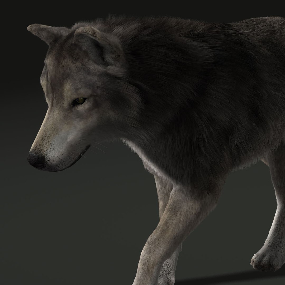Wolf Fur Animations 2 3d Model