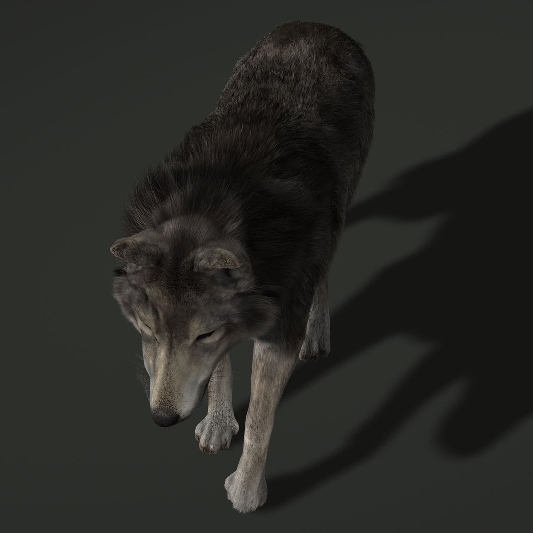 Wolf Fur Animations 2 3d Model
