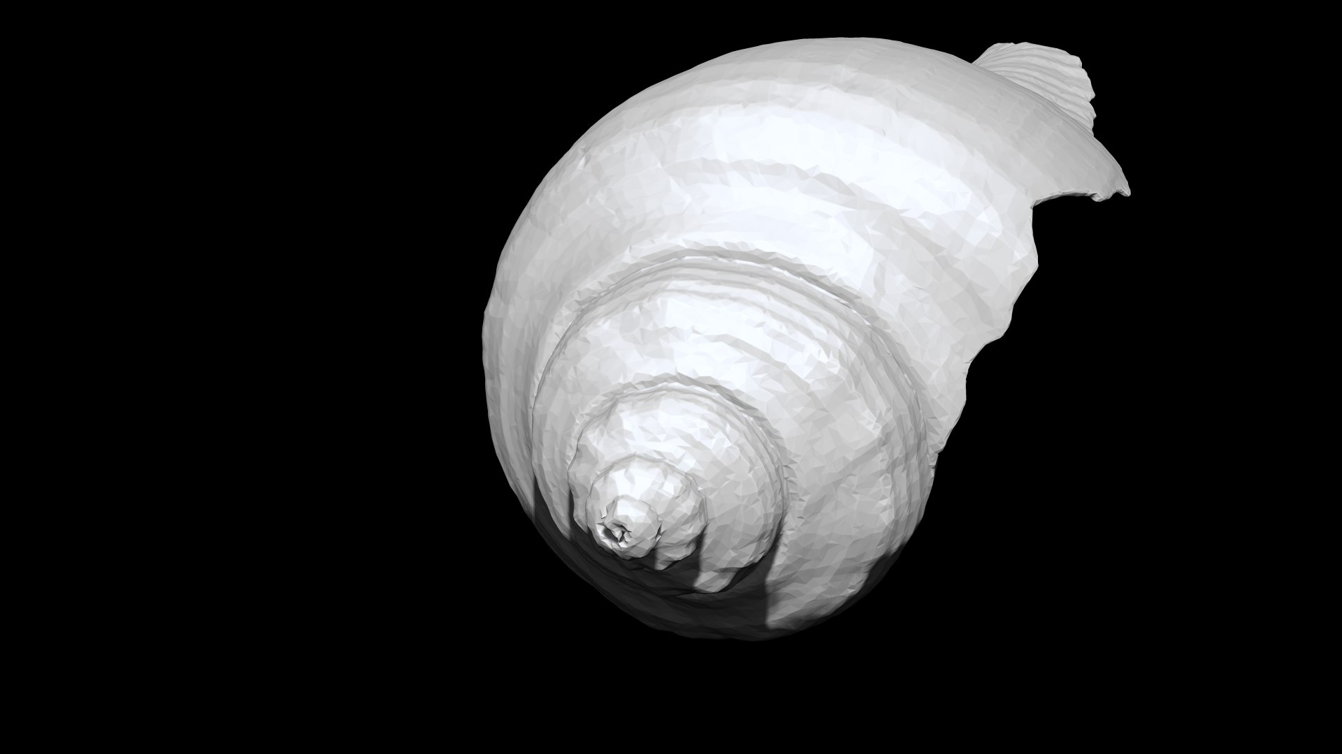 3D Seashell 012 3D CT scan - TurboSquid 1813731