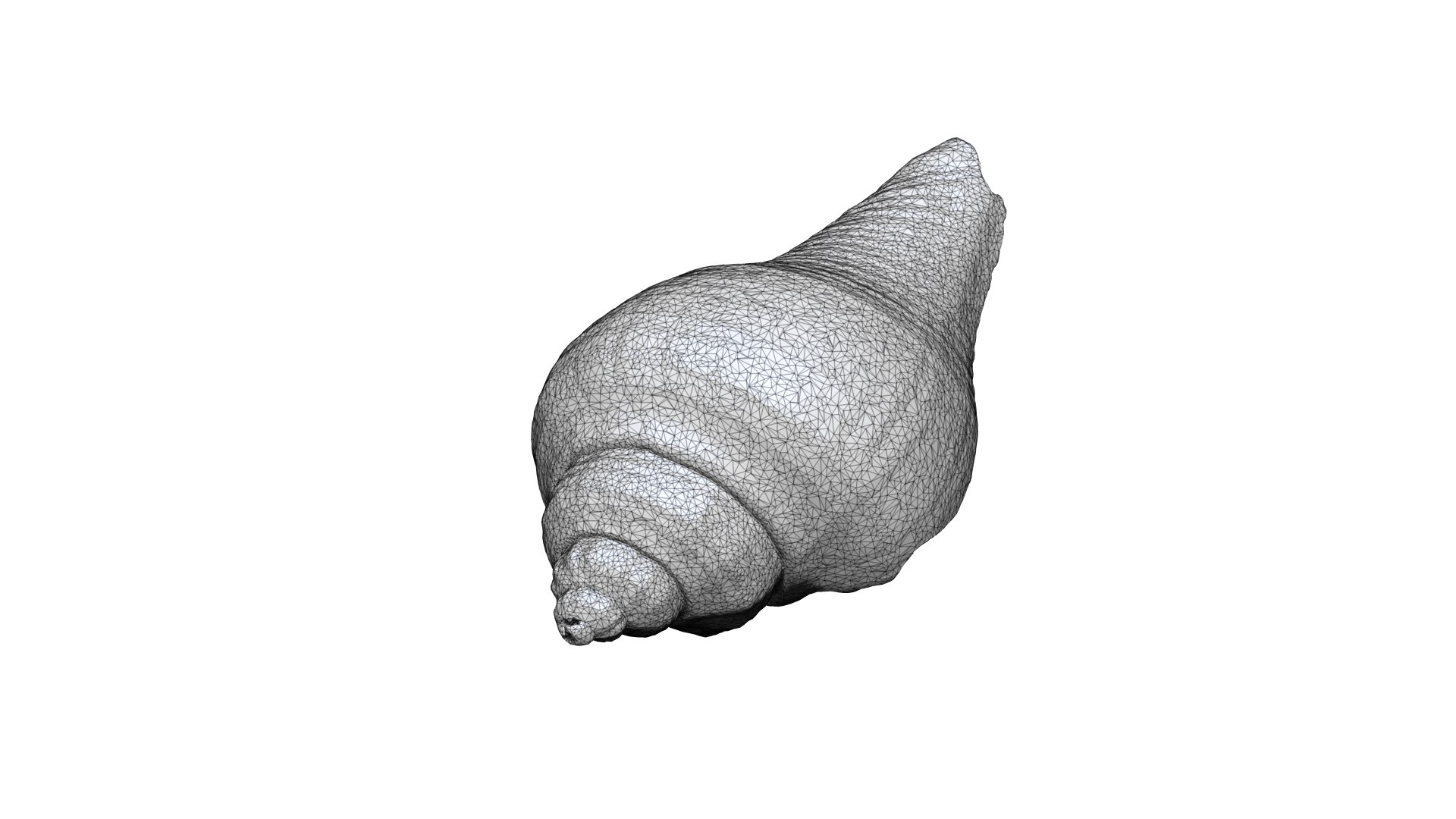 3D Seashell 012 3D CT scan - TurboSquid 1813731