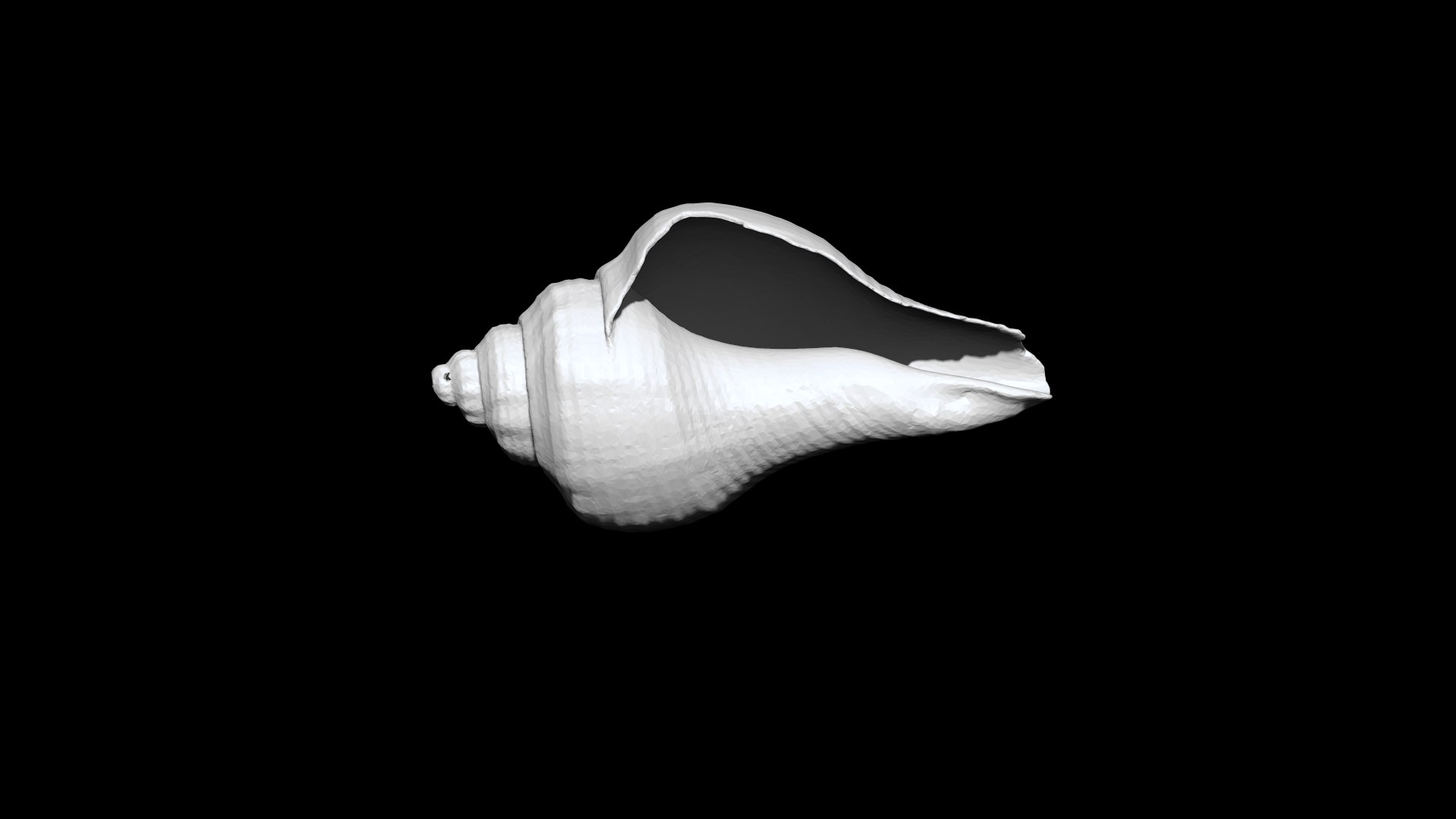 3D Seashell 012 3D CT scan - TurboSquid 1813731