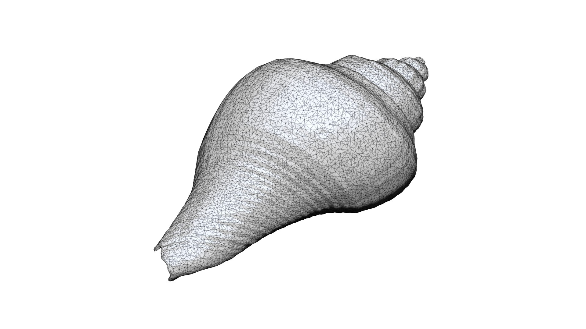 3D Seashell 012 3D CT scan - TurboSquid 1813731