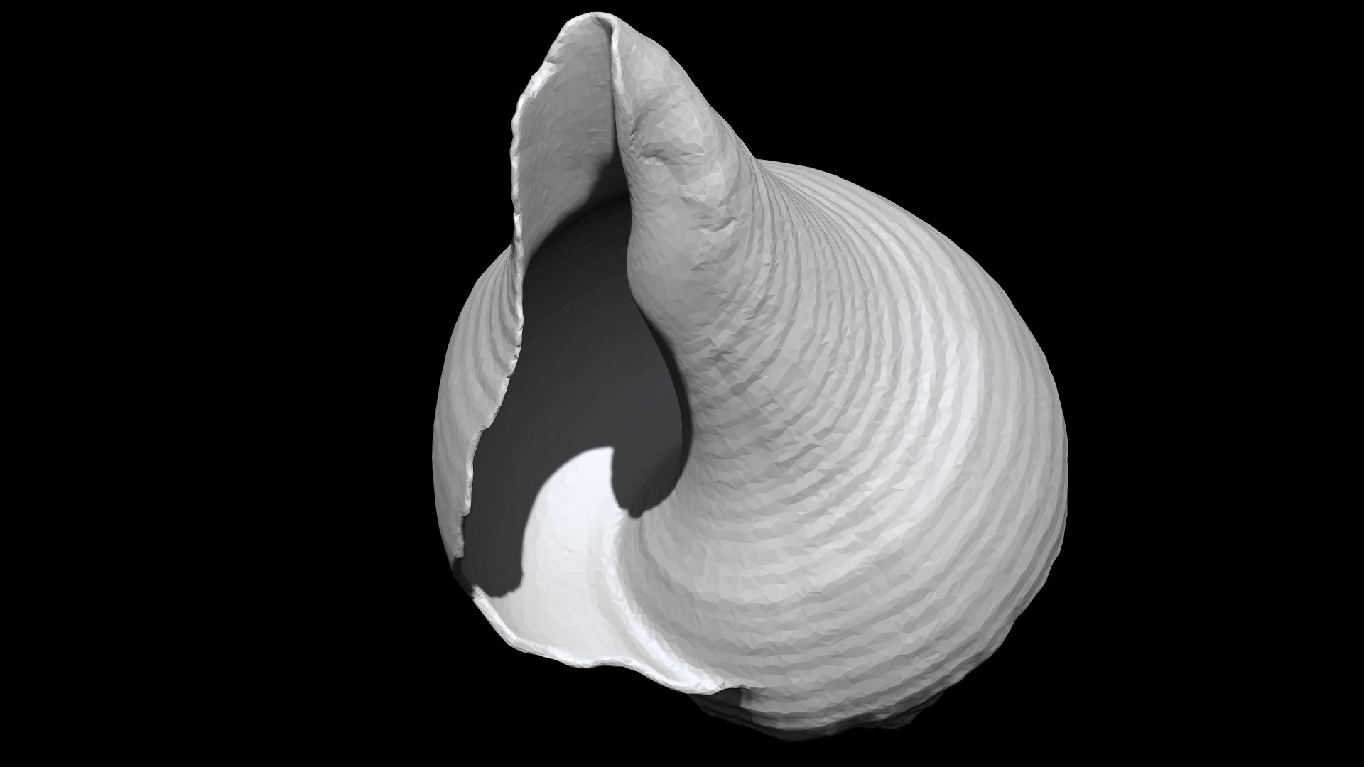 3D Seashell 012 3D CT scan - TurboSquid 1813731