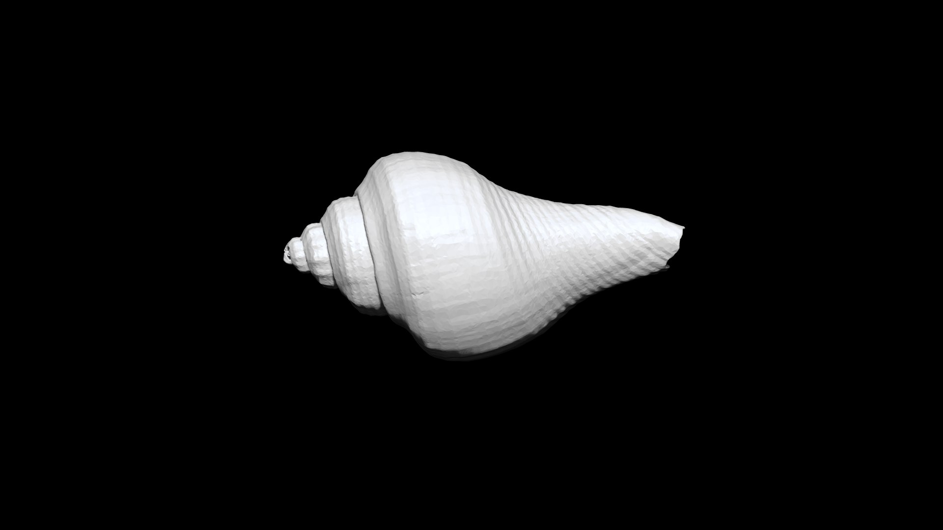 3D Seashell 012 3D CT scan - TurboSquid 1813731