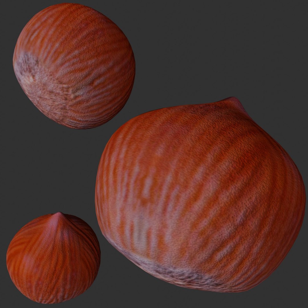 Hazelnut 3D Model - TurboSquid 1778930