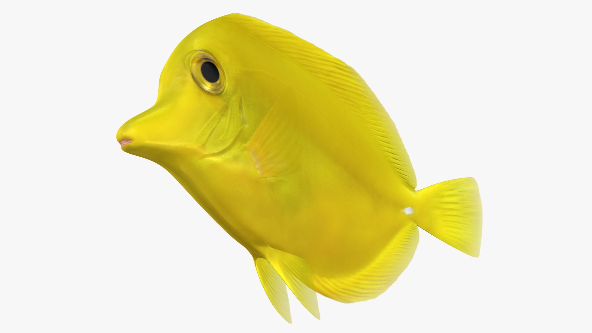 Yellow Tang Animation Bones 3D - TurboSquid 1506905