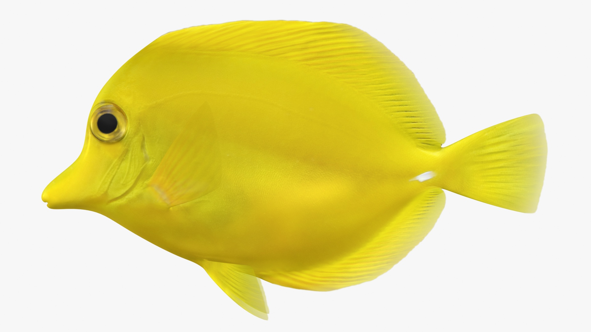 Yellow Tang Animation Bones 3D - TurboSquid 1506905