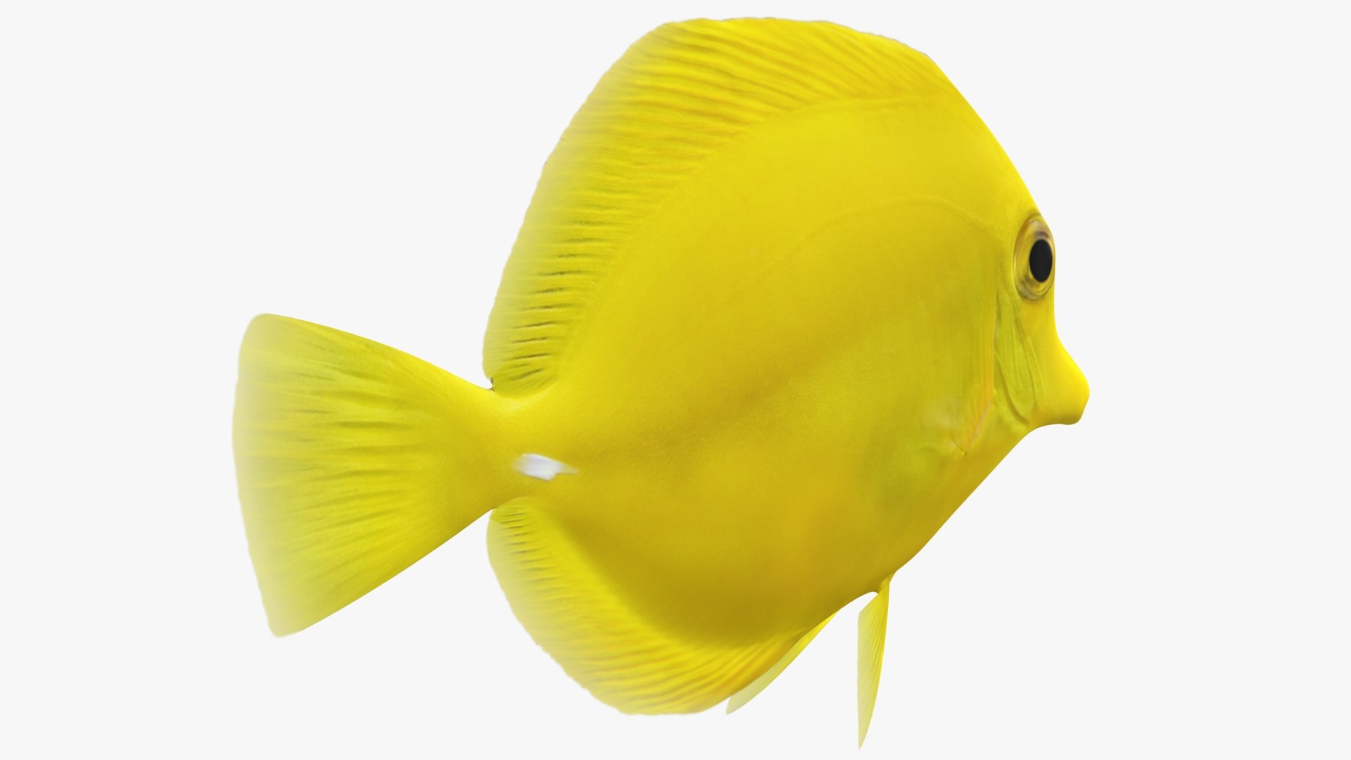 Yellow Tang Animation Bones 3D - TurboSquid 1506905