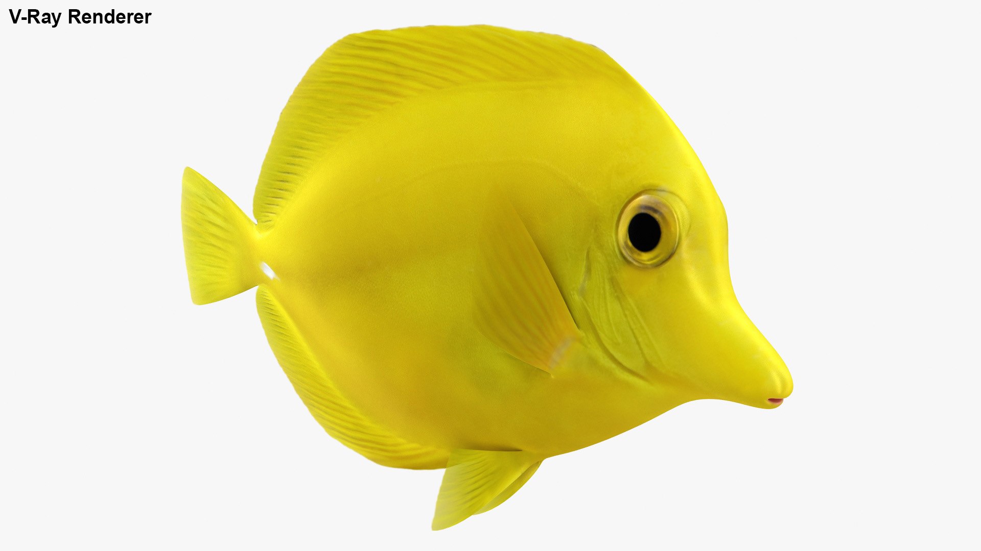Yellow Tang Animation Bones 3D - TurboSquid 1506905