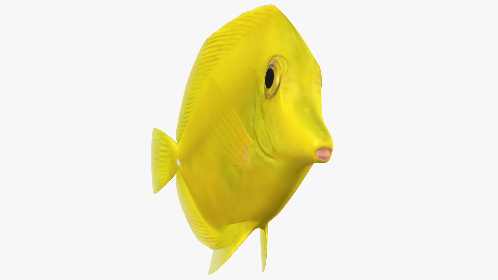 Yellow Tang Animation Bones 3D - TurboSquid 1506905