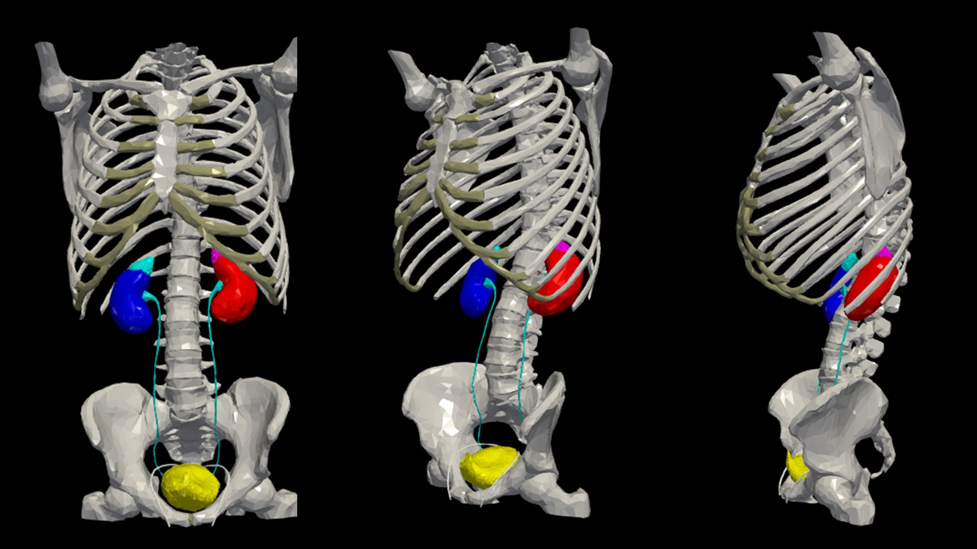Urinary System Rib Cage And Pelvis 3D Model - TurboSquid 2076775