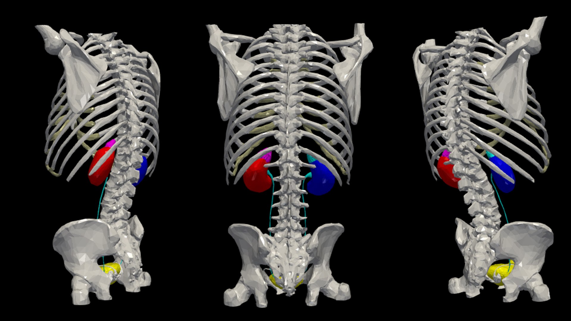 modelo 3d Urinary System Rib Cage and Pelvis - TurboSquid 2076775