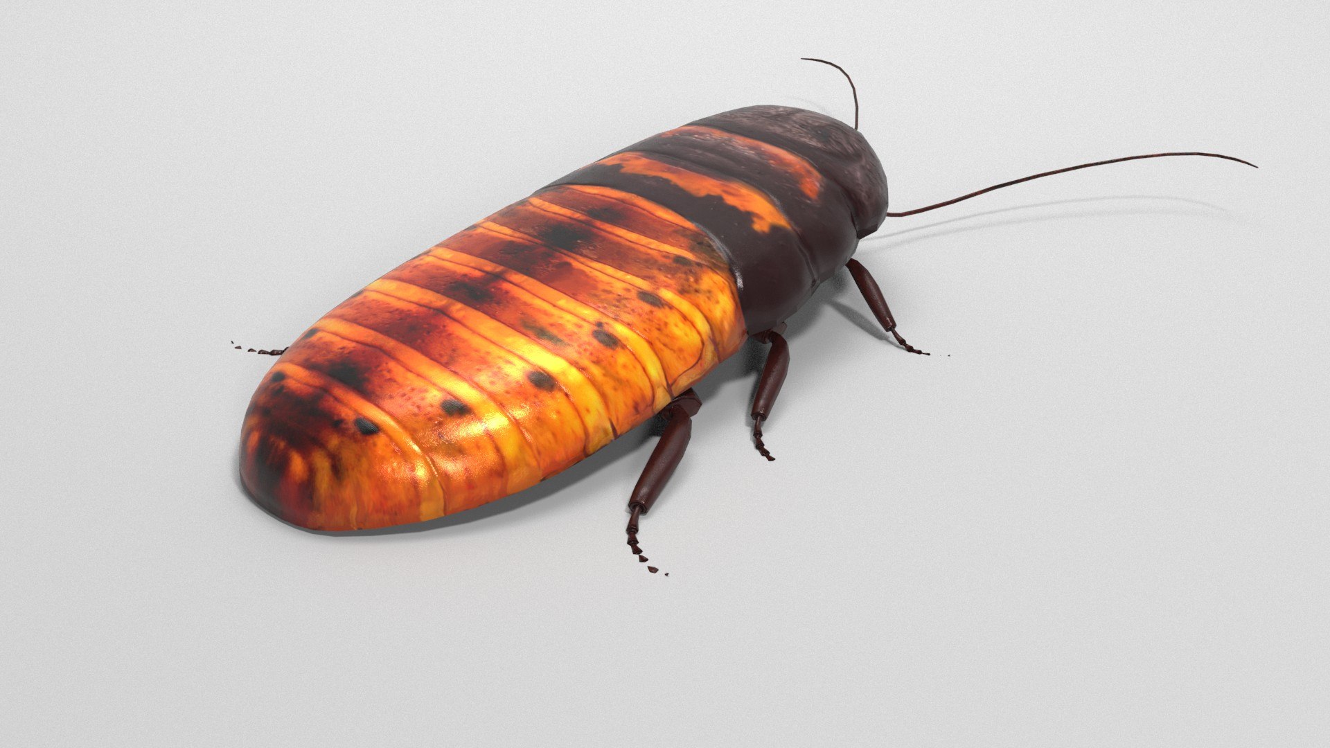 Cockroach 3D model - TurboSquid 1866862