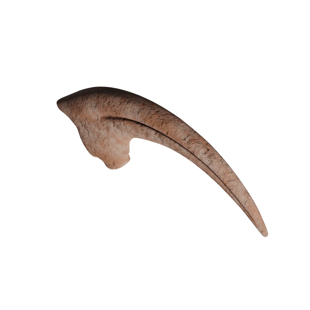 Velociraptor Claw Fossil Model - TurboSquid 2287430