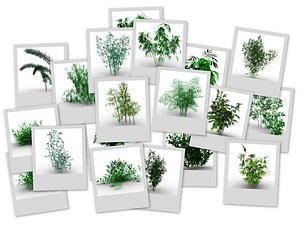 hachiku bamboo plant 3d model