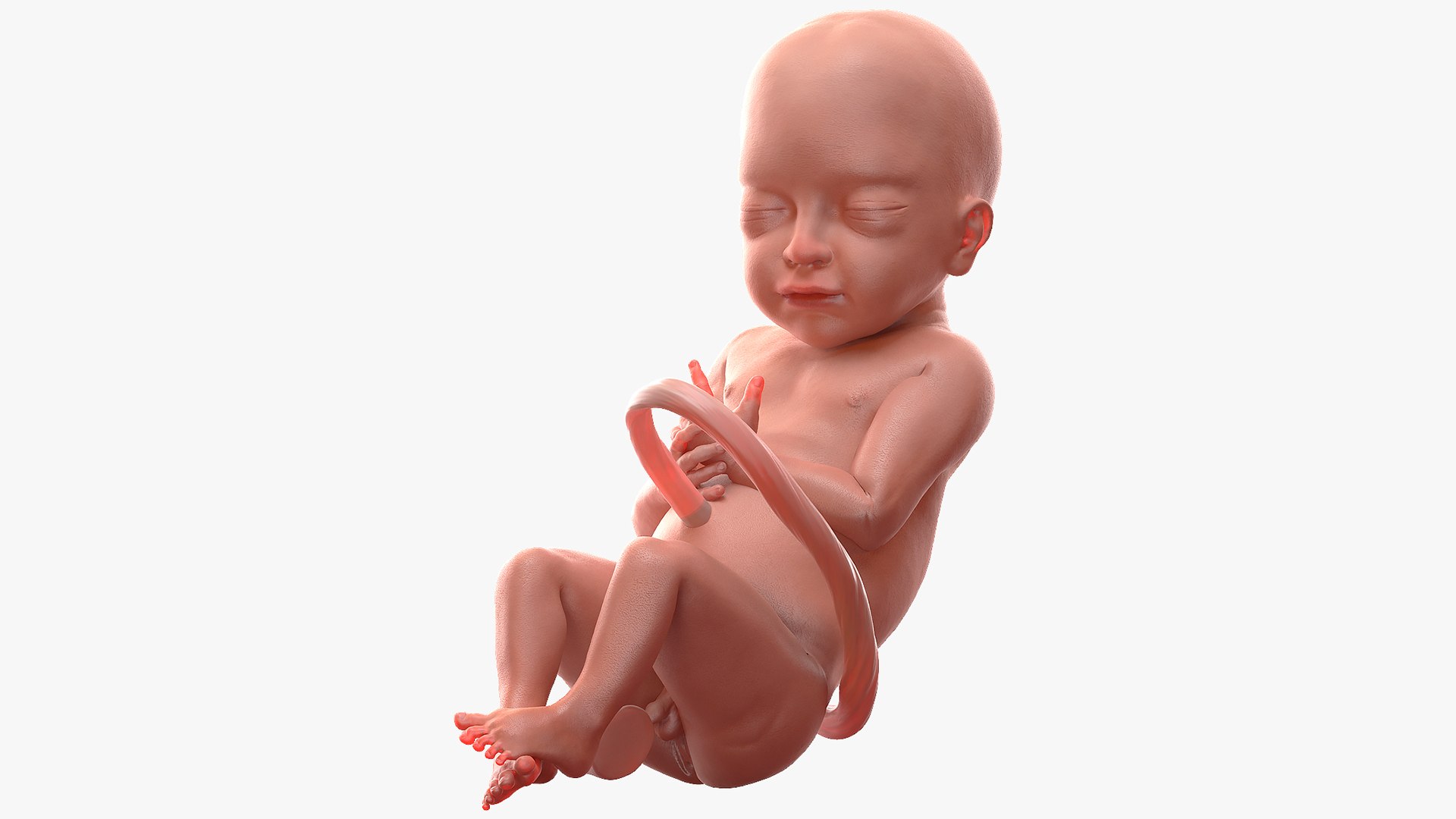 28 Weeks Fetus